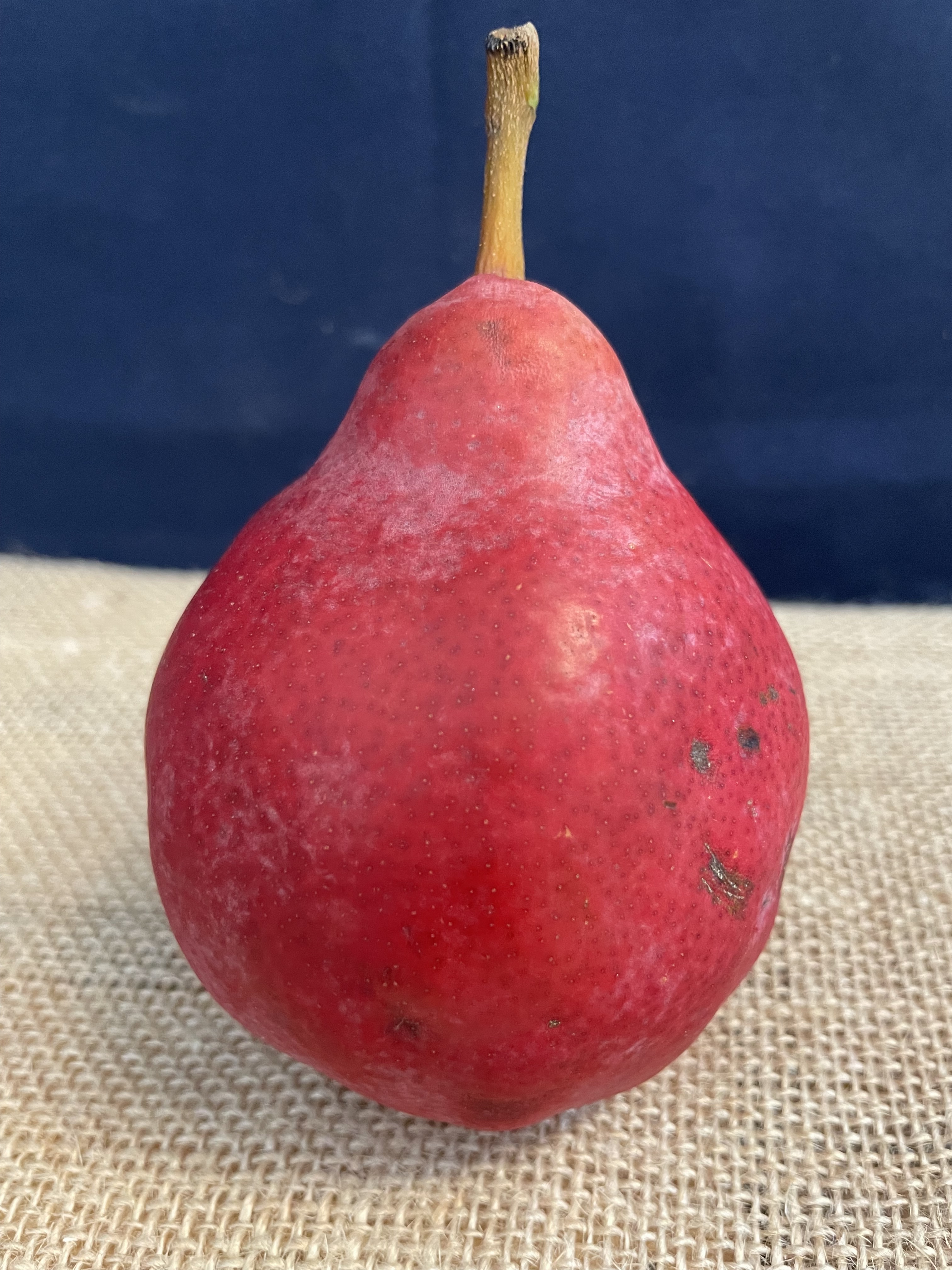 Vintage Eats Recipe: 1990 Persimmon Pudding– Or is it? – Vintage Eats ...